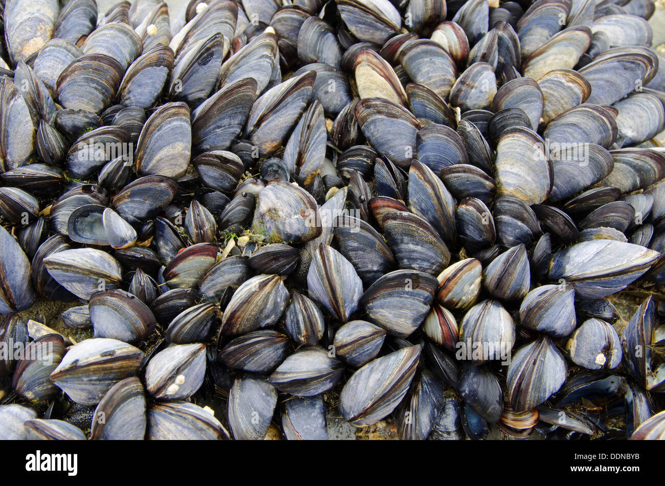 Cluster Of Shells Muscles