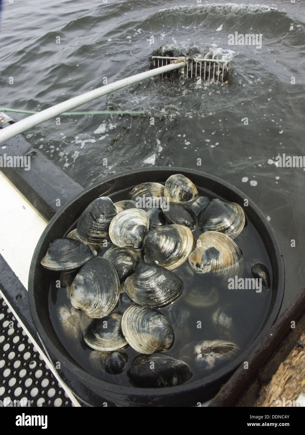 Rake clams hi-res stock photography and images - Alamy