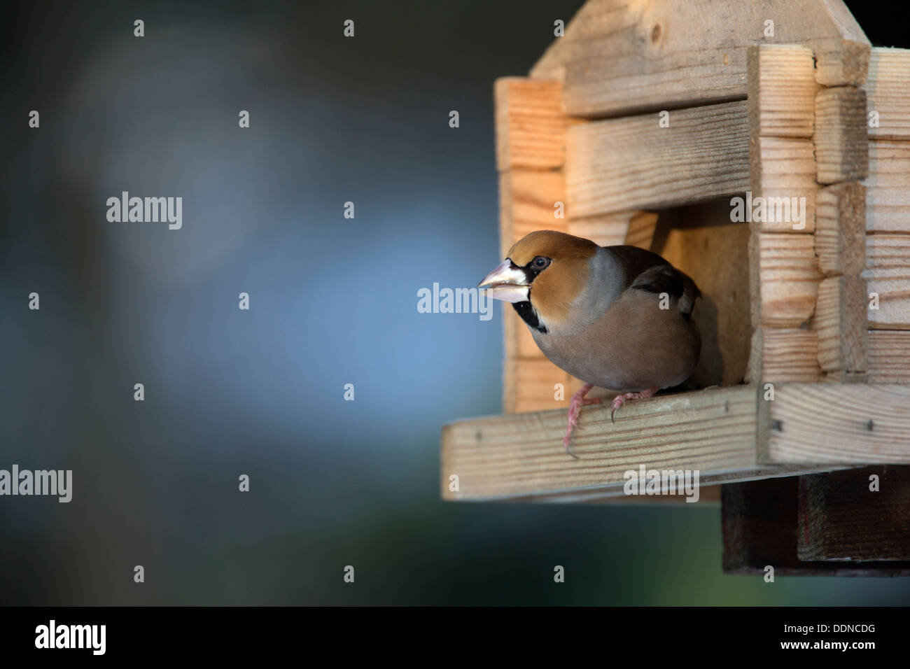 Hawfinch bill hi-res stock photography and images - Alamy