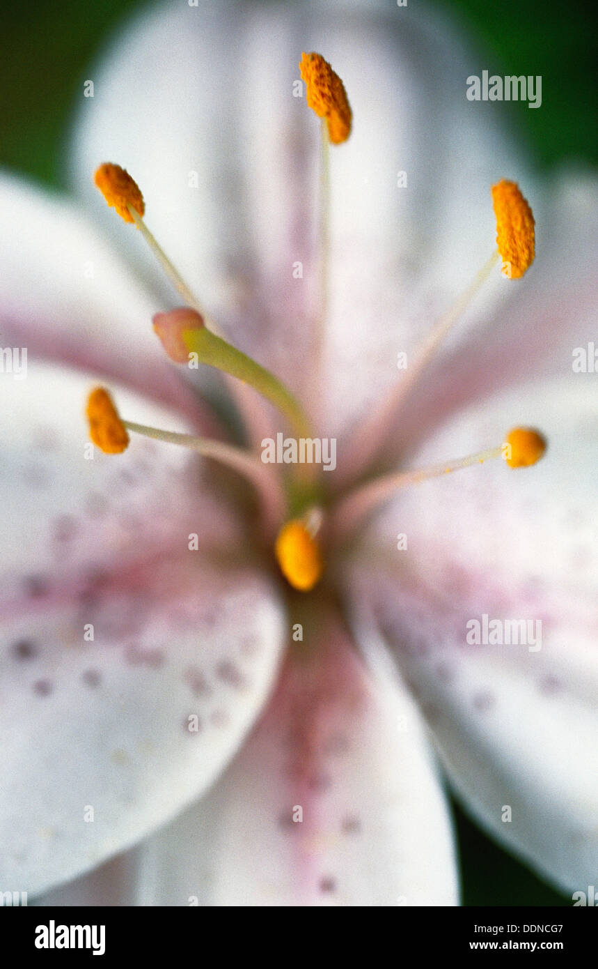 Lily lilium sp anther hi-res stock photography and images - Alamy