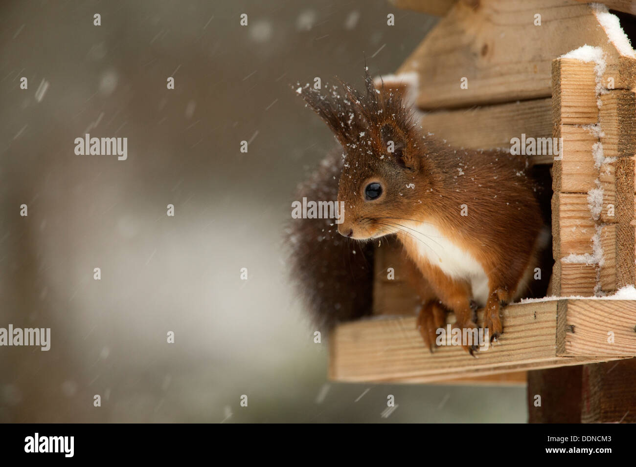 Red squirrel bird table hi-res stock photography and images - Alamy