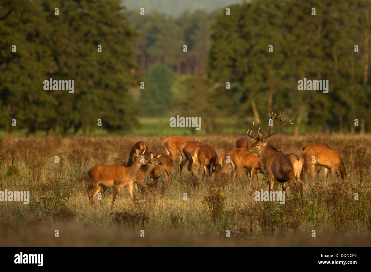 Mating season sweden hi-res stock photography and images - Alamy