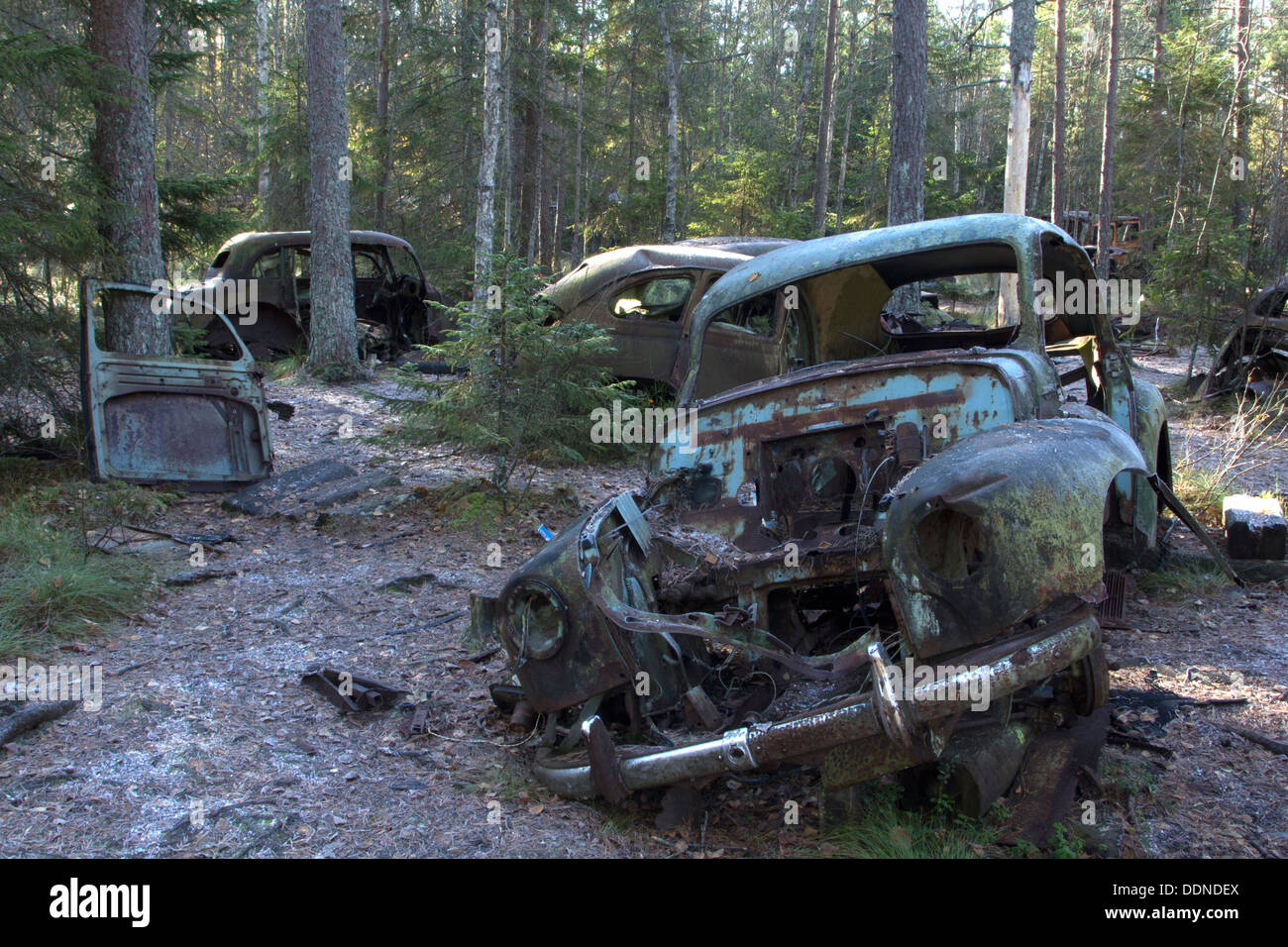 Rusting old cars in a car graveyard in a forest Stock Photo - Alamy