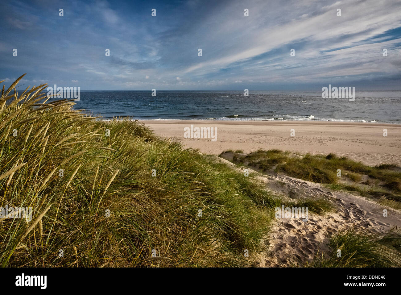 Dunes on beach of Sylt, Schleswig-Holstein, Germany Dunes on beach of ...