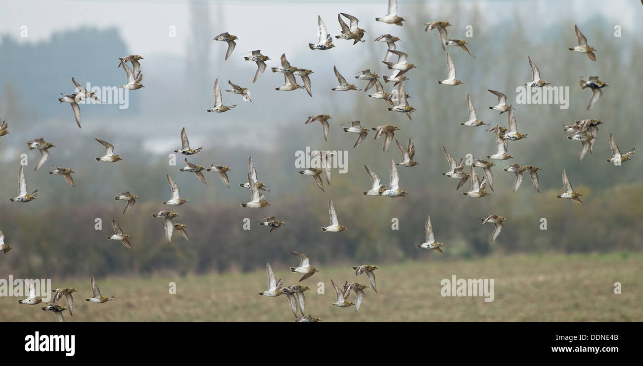 Grey Plover Pluvialis squatarola flock in flight looking to land in ...