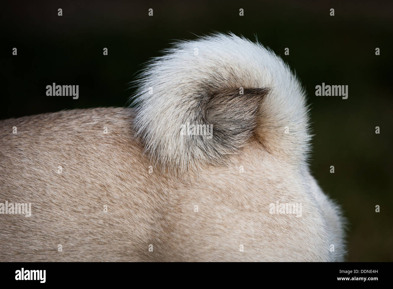 Curled tail of a female pug dog Stock Photo - Alamy