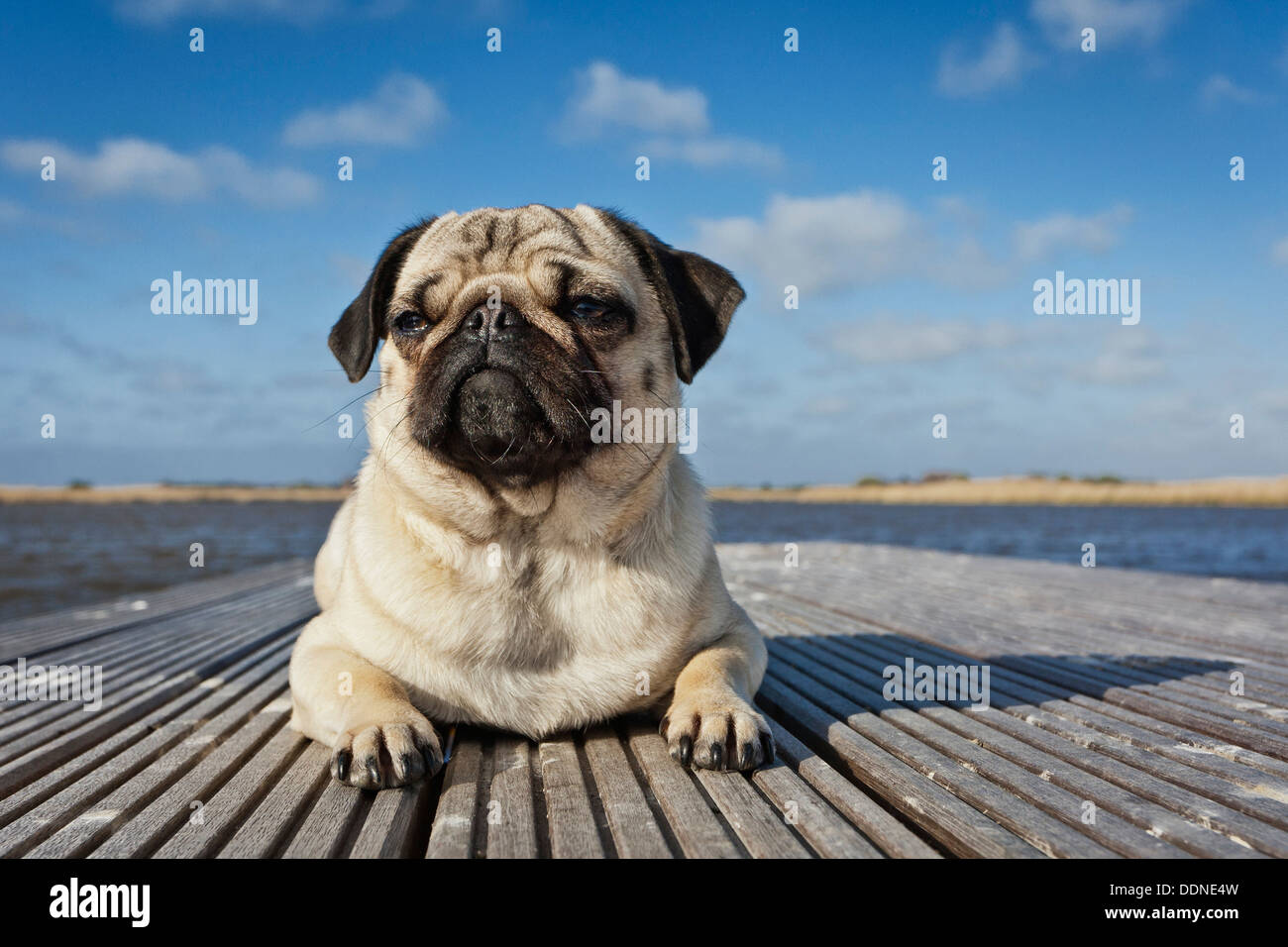 Female pug dog lying on jetty Stock Photo - Alamy