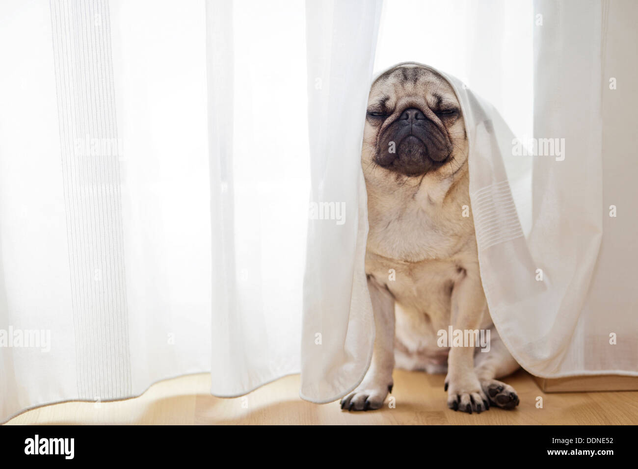 Female pug dog sitting underneath white curtain Stock Photo - Alamy