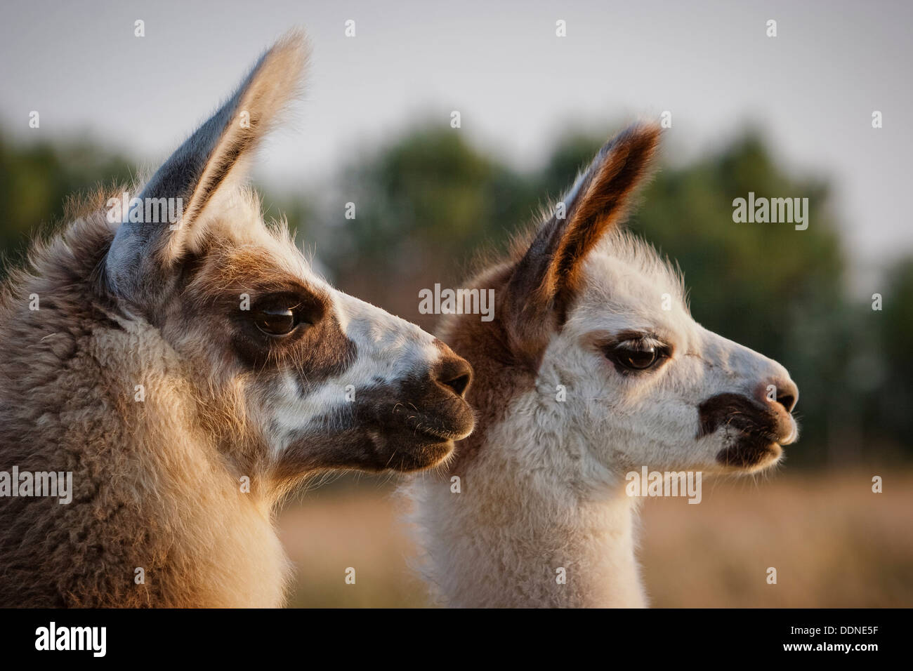 Two Llama foals, profile Stock Photo - Alamy