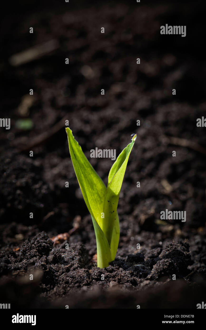 Seedling of maize plant in soil Stock Photo - Alamy