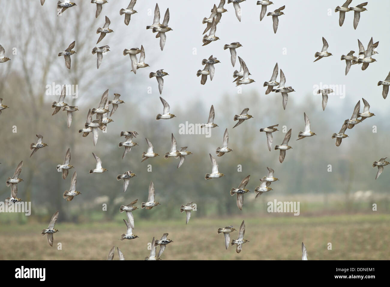 Grey Plover Pluvialis Squatarola High Resolution Stock Photography and ...