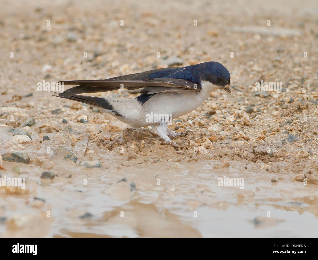 Swift bird nest house hi-res stock photography and images - Alamy