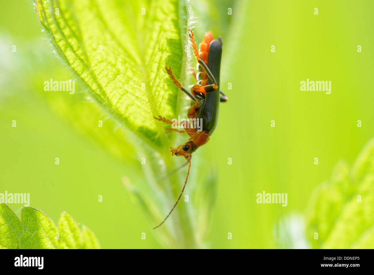 Soldier beetle Cantharis fusca on grass Stock Photo - Alamy