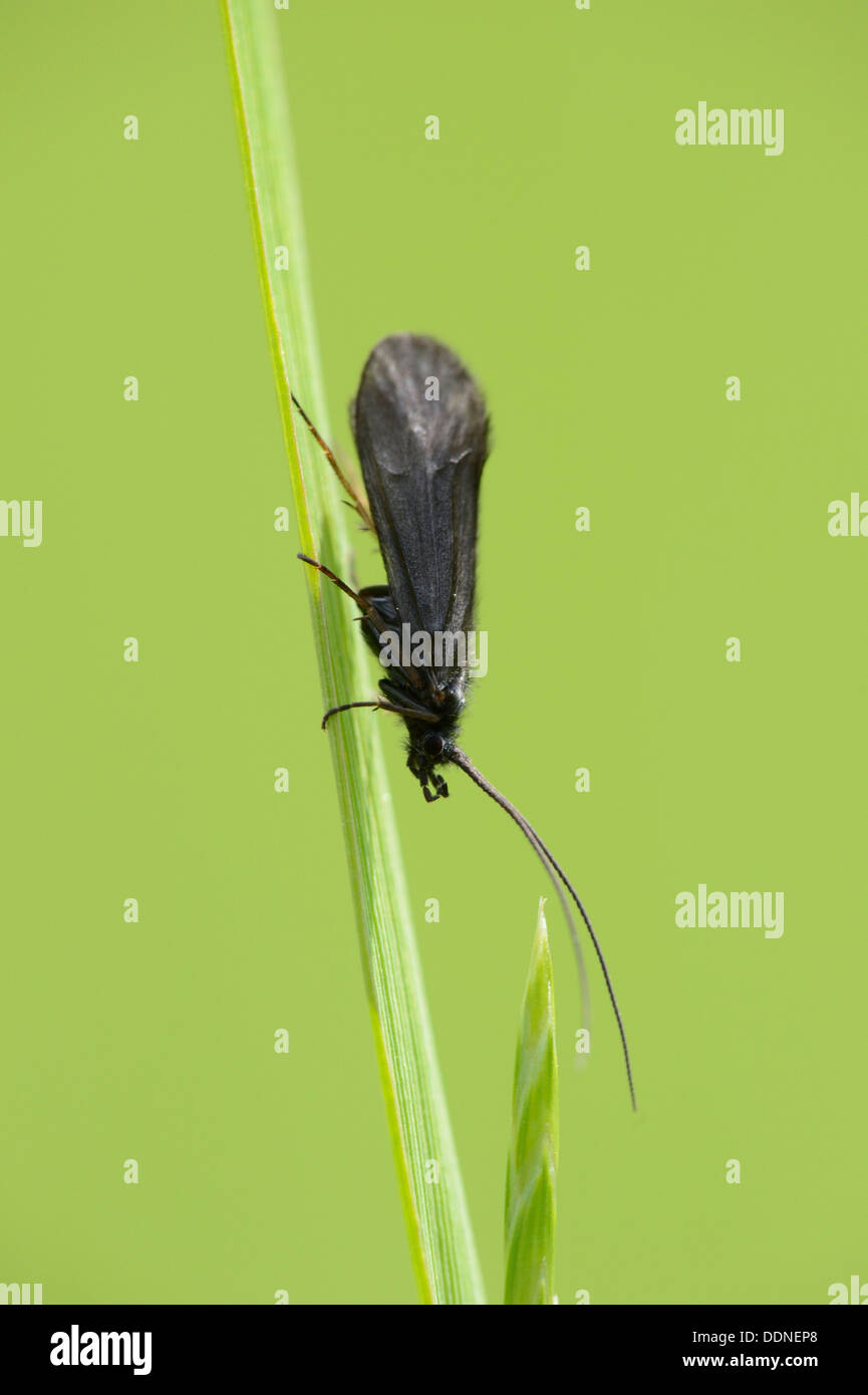 Moth Rhagades pruni on grass Stock Photo - Alamy