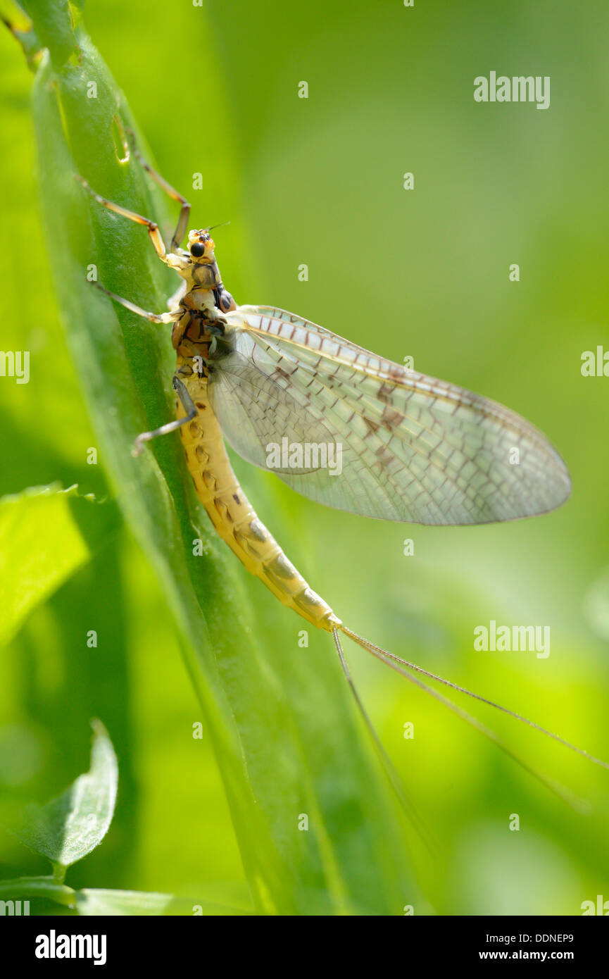 Ephemera plants hi-res stock photography and images - Alamy