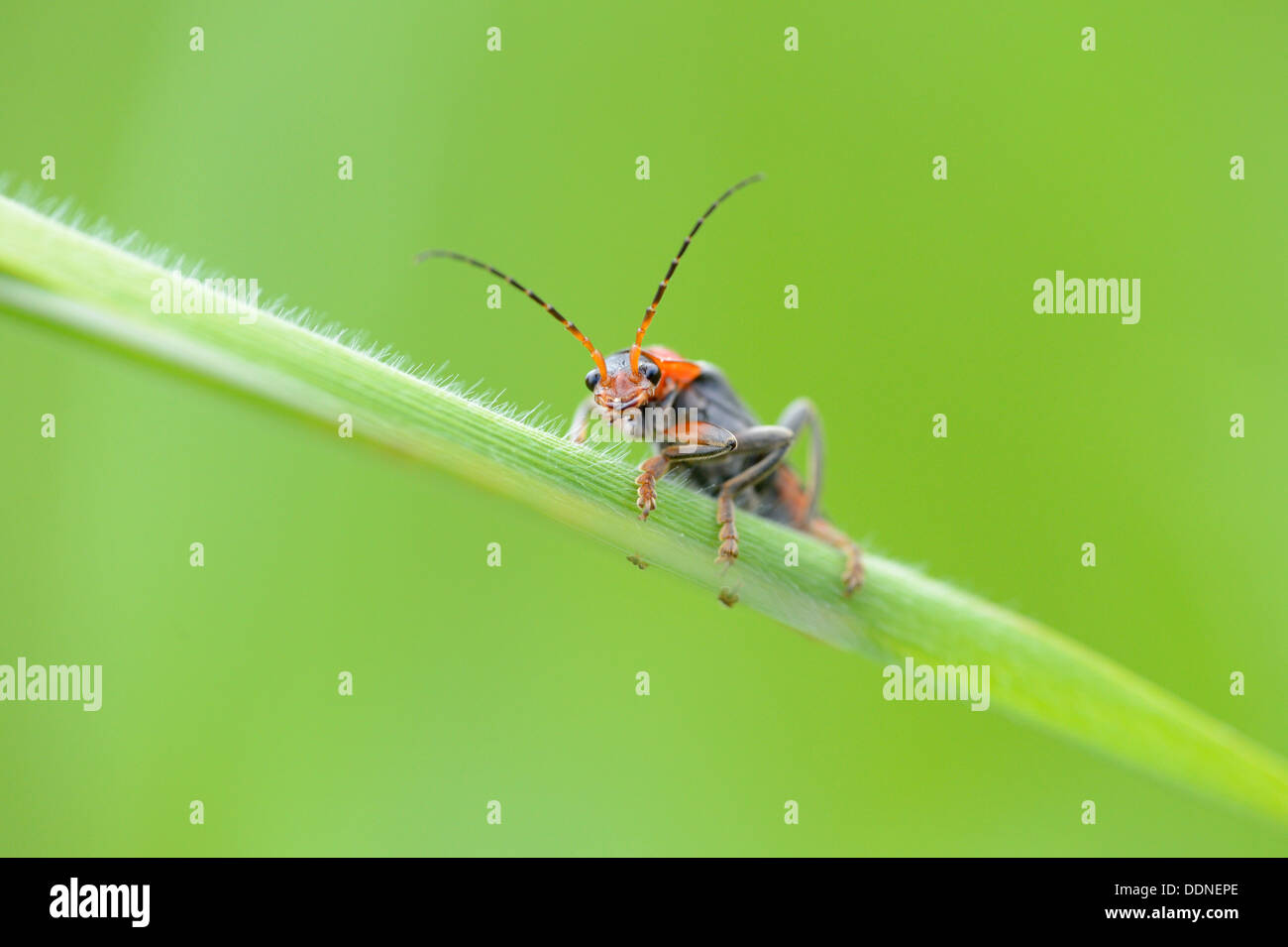 Soldier beetle Cantharis fusca on grass Stock Photo - Alamy