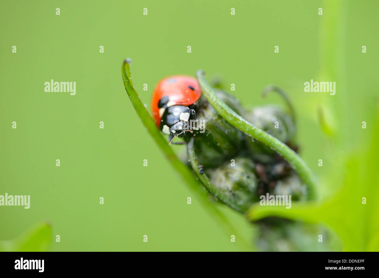 Seven spotted ladybird coccinella hi-res stock photography and images ...