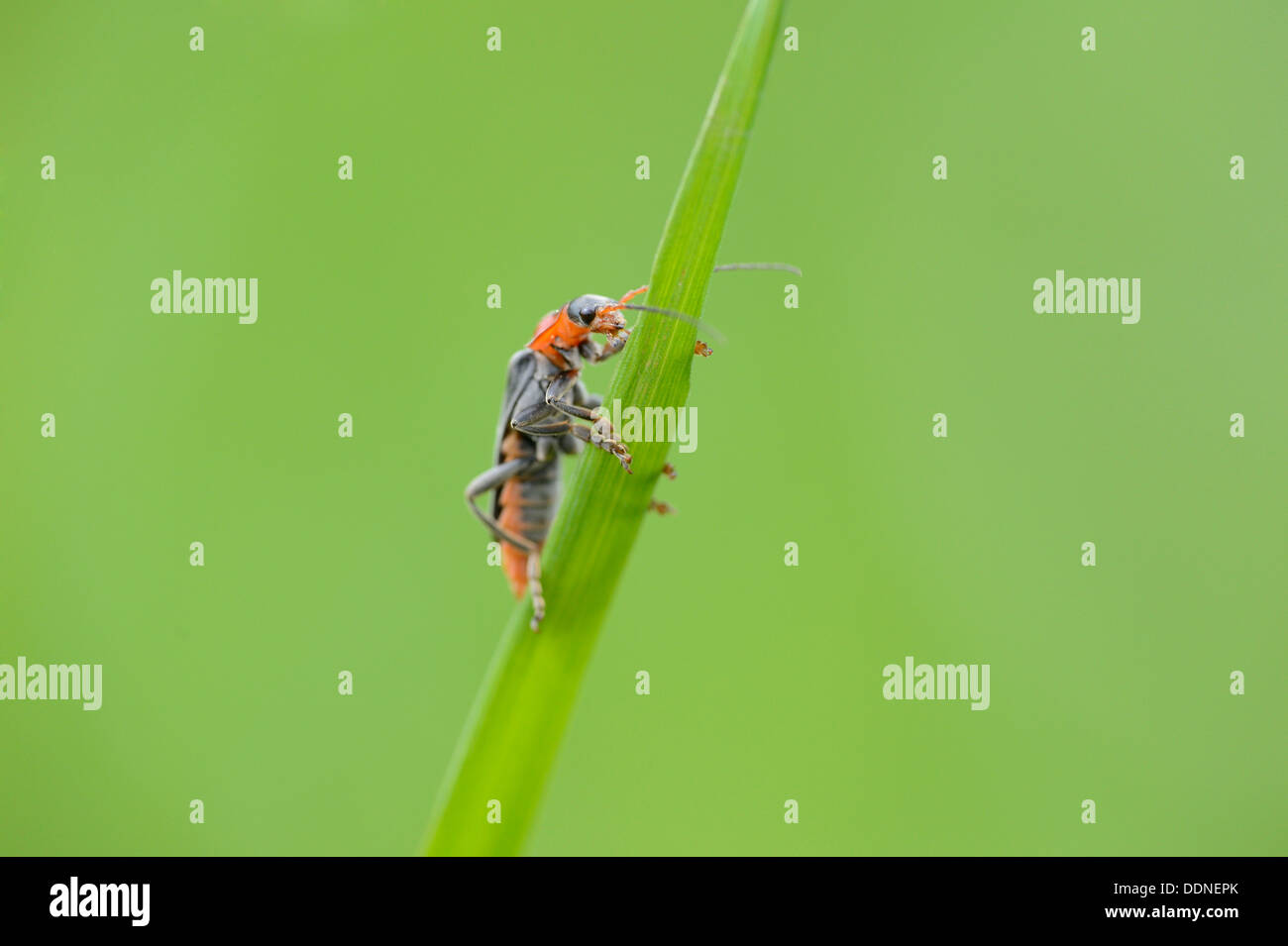 Cantharis fusca hi-res stock photography and images - Alamy