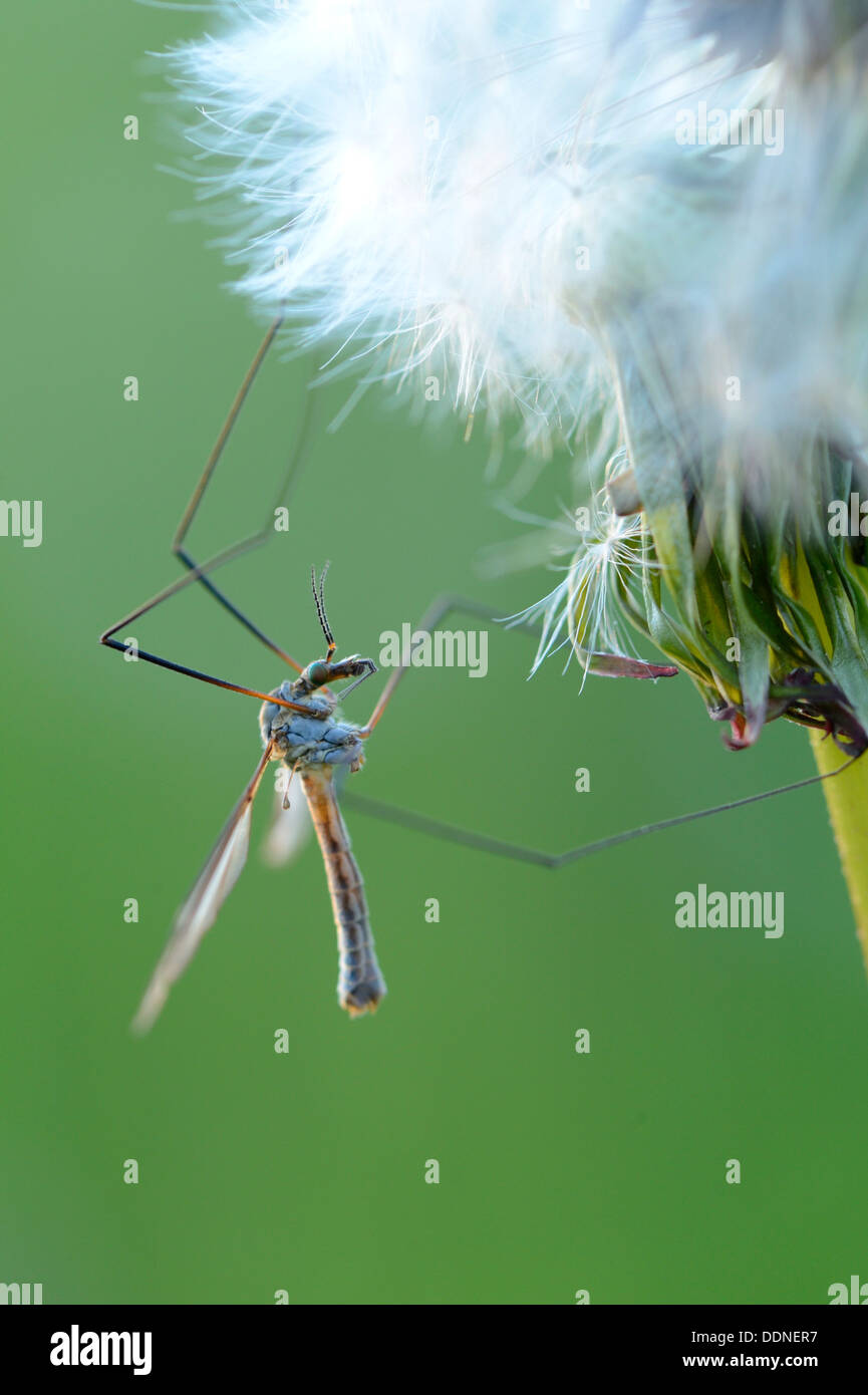 Crane fly Tipula oleracea on blowball Stock Photo - Alamy