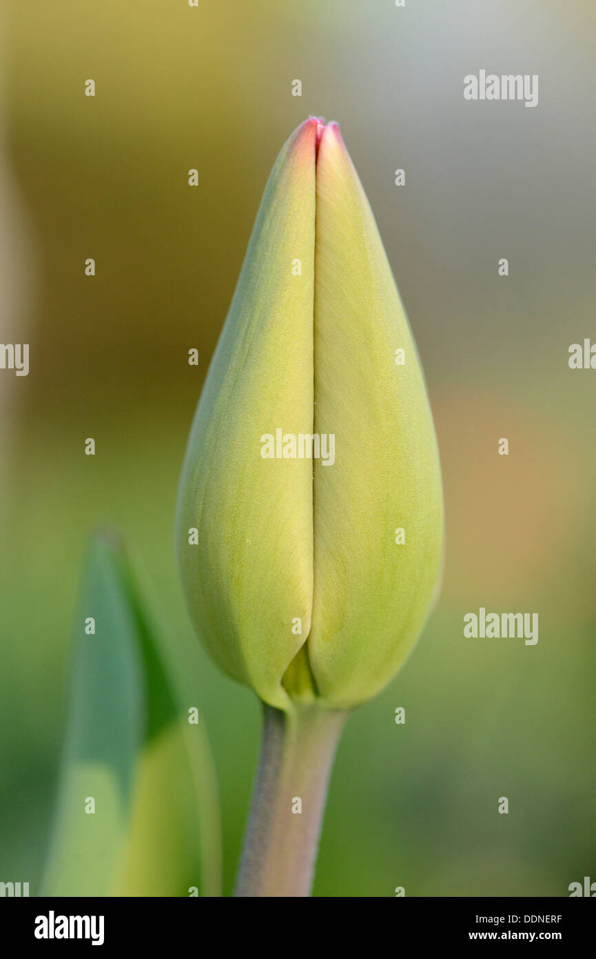 Bud from a tulip Stock Photo - Alamy