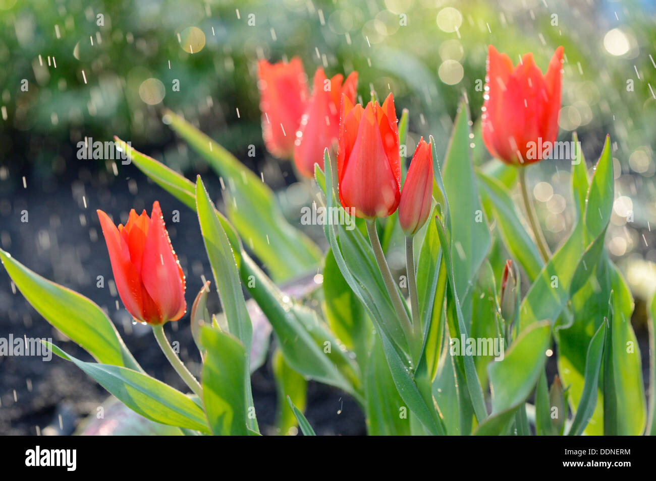 Flowering tulips in rain Stock Photo - Alamy