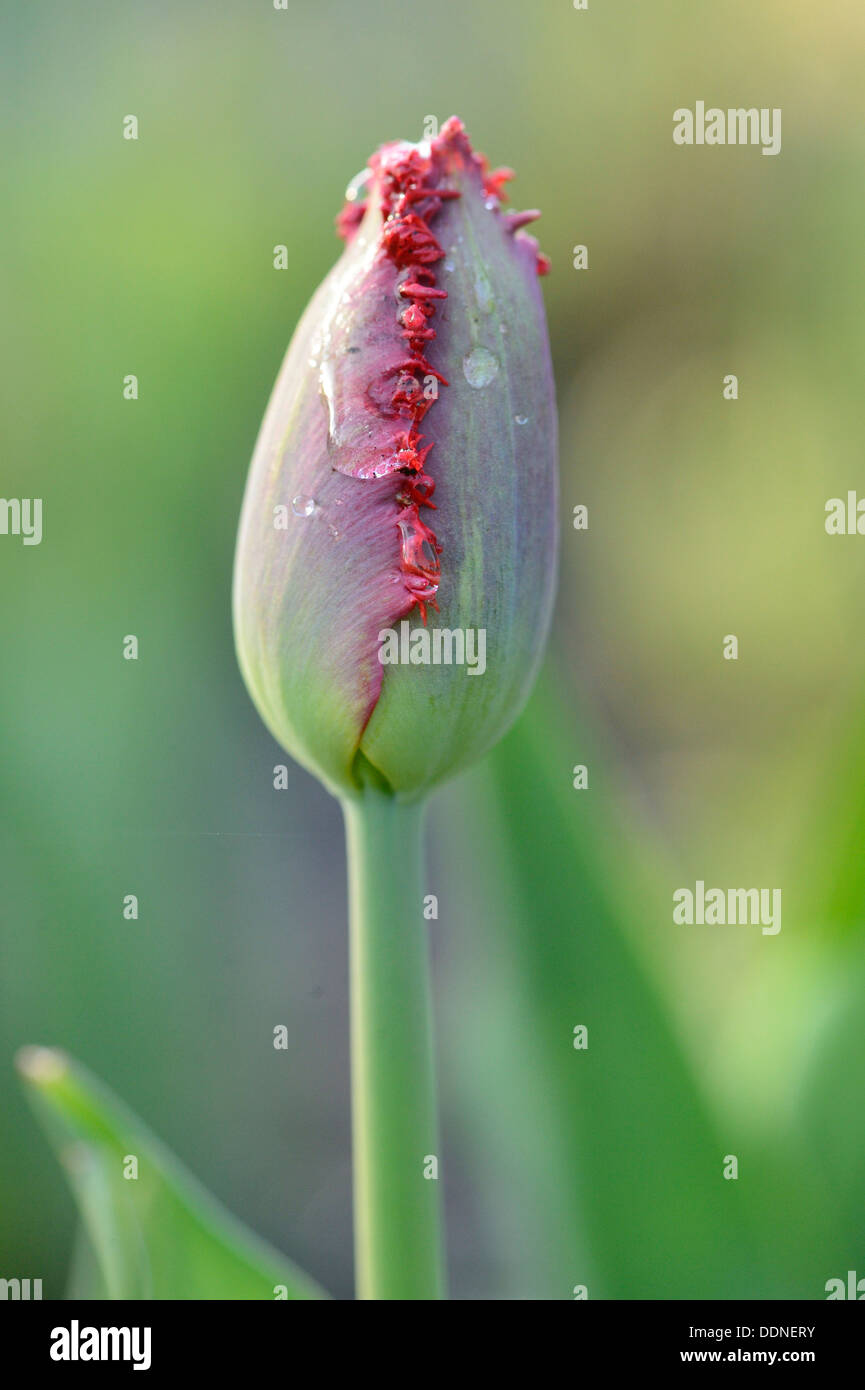 Bud from a tulip Stock Photo - Alamy