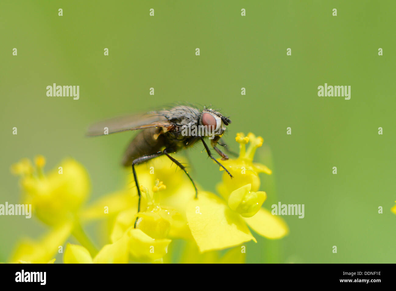 Blowfly flower hi-res stock photography and images - Alamy