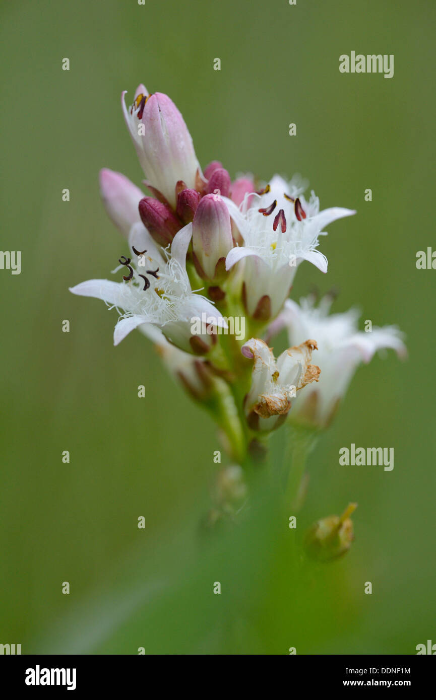 Flowering buckbean (Menyanthes trifoliata Stock Photo - Alamy