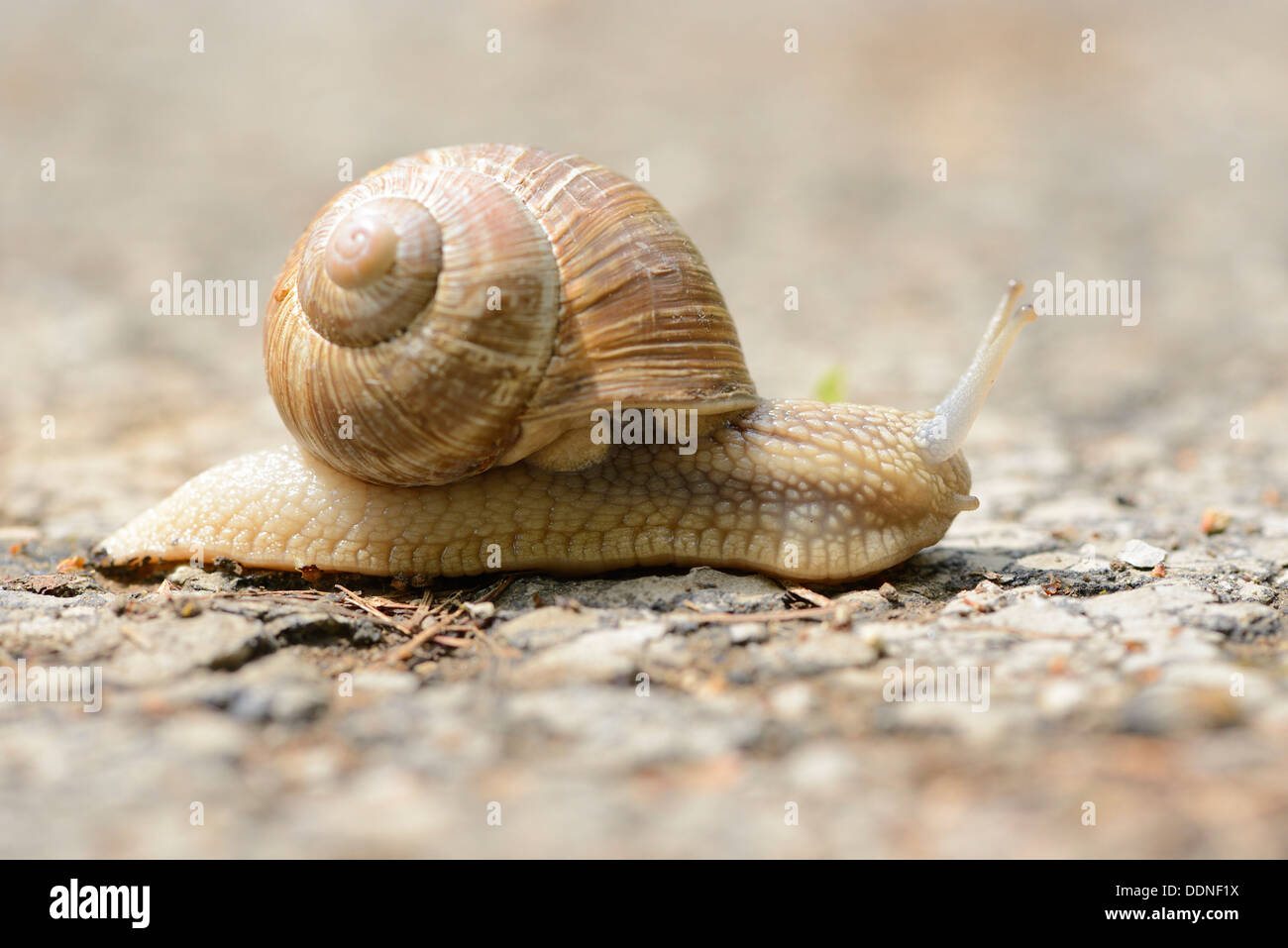 Close up view of snail hi-res stock photography and images - Alamy