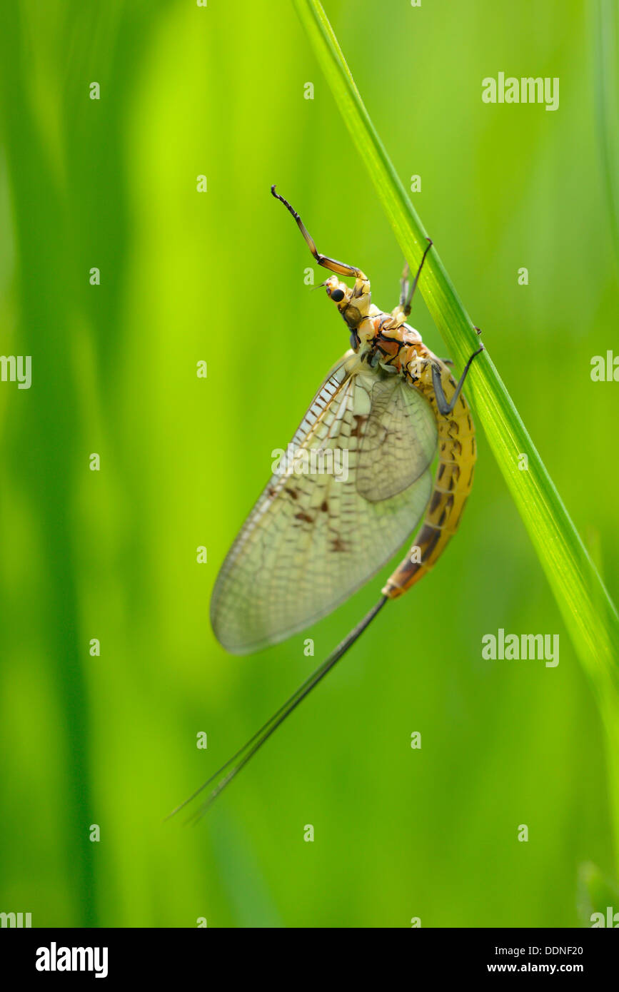 Green drake (Ephemera danica) on grass Stock Photo - Alamy