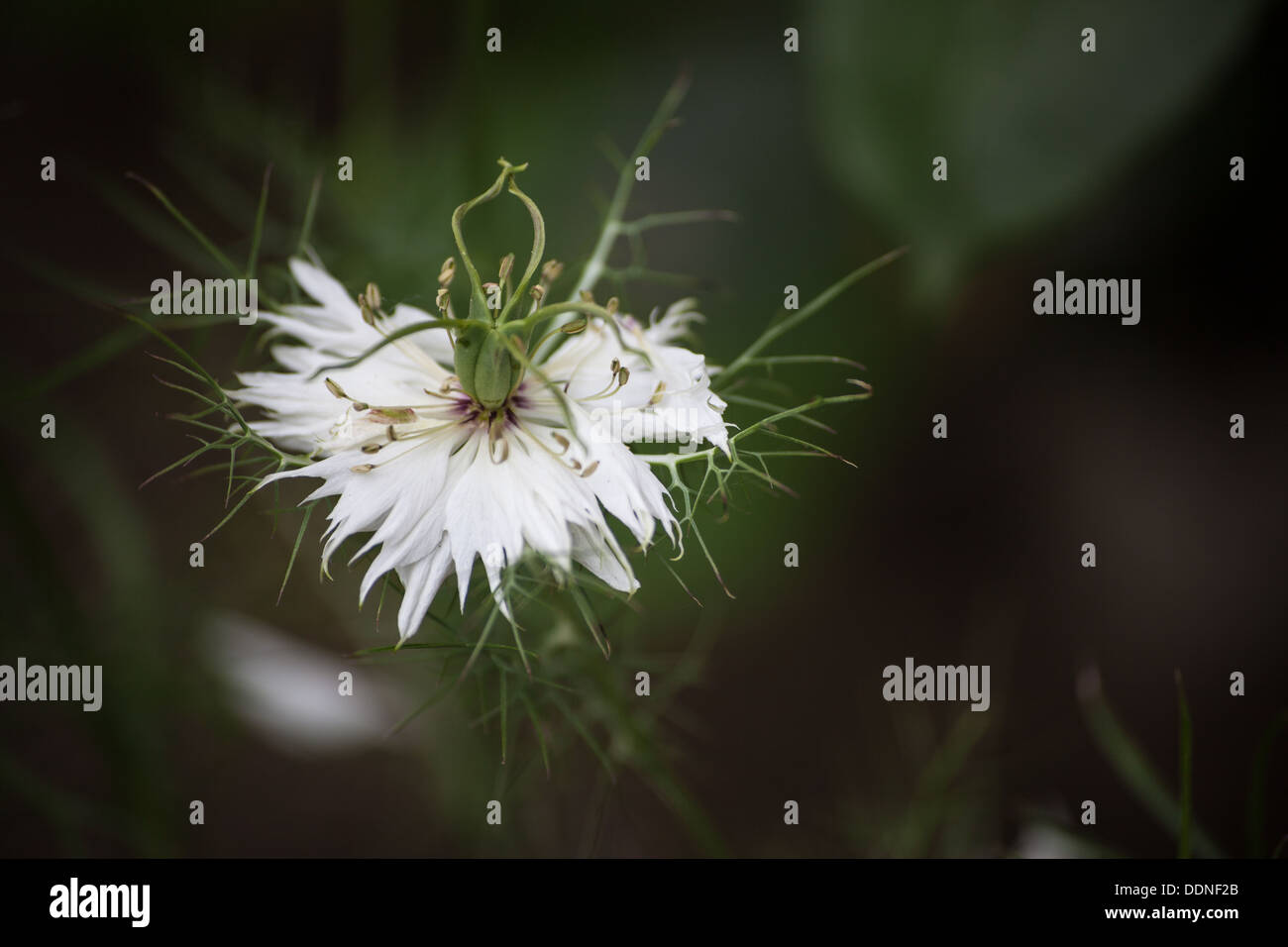 Nigella Flower High Resolution Stock Photography and Images - Alamy