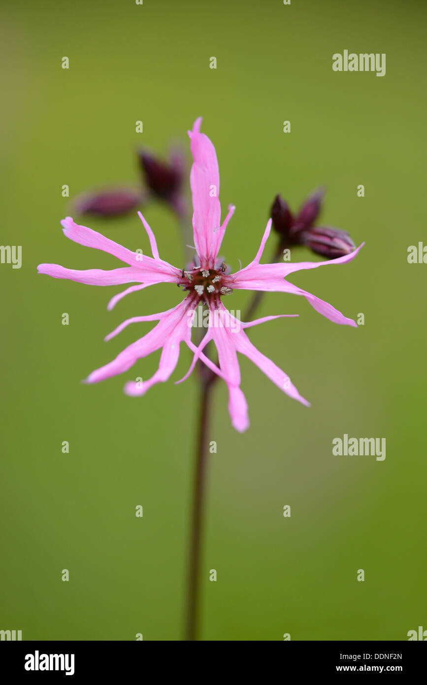 Ragged Robin (Lychnis flos-cuculi Stock Photo - Alamy