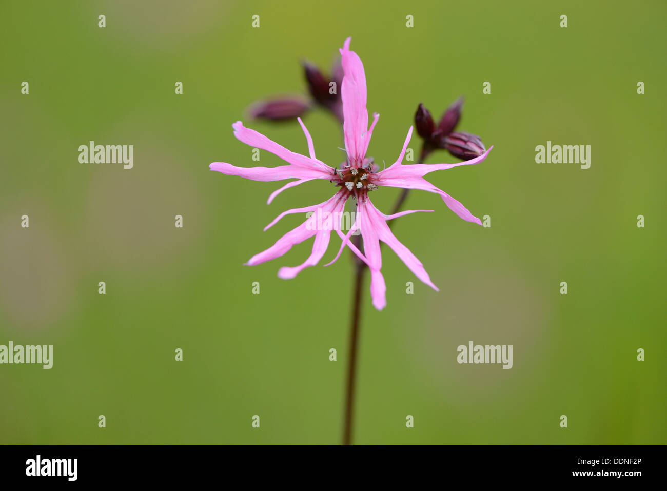 Ragged Robin (Lychnis flos-cuculi Stock Photo - Alamy