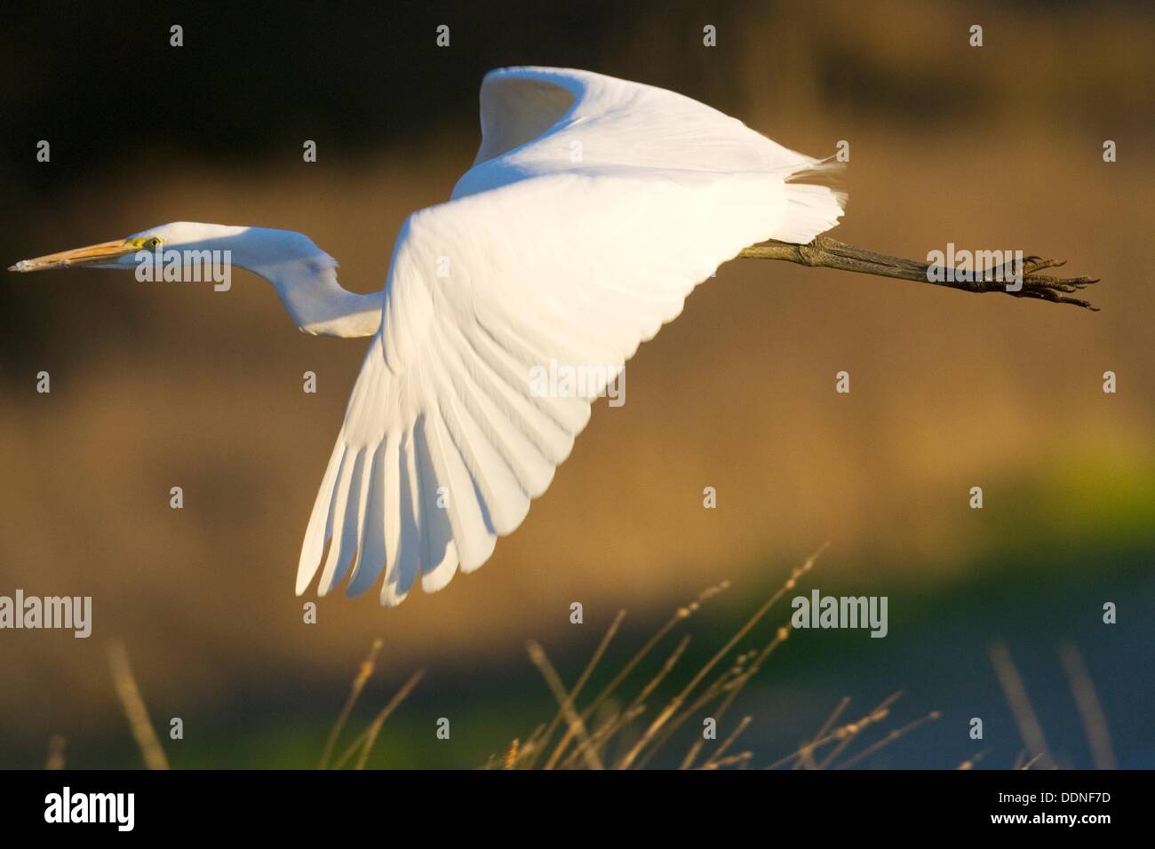 American Egret, Colusa National Wildlife Refuge, California USA Stock ...