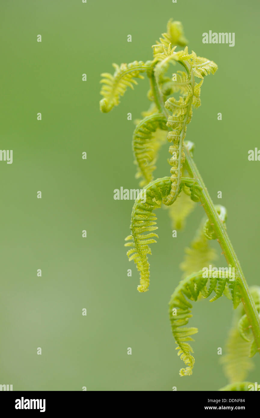 Spring fern hi-res stock photography and images - Alamy