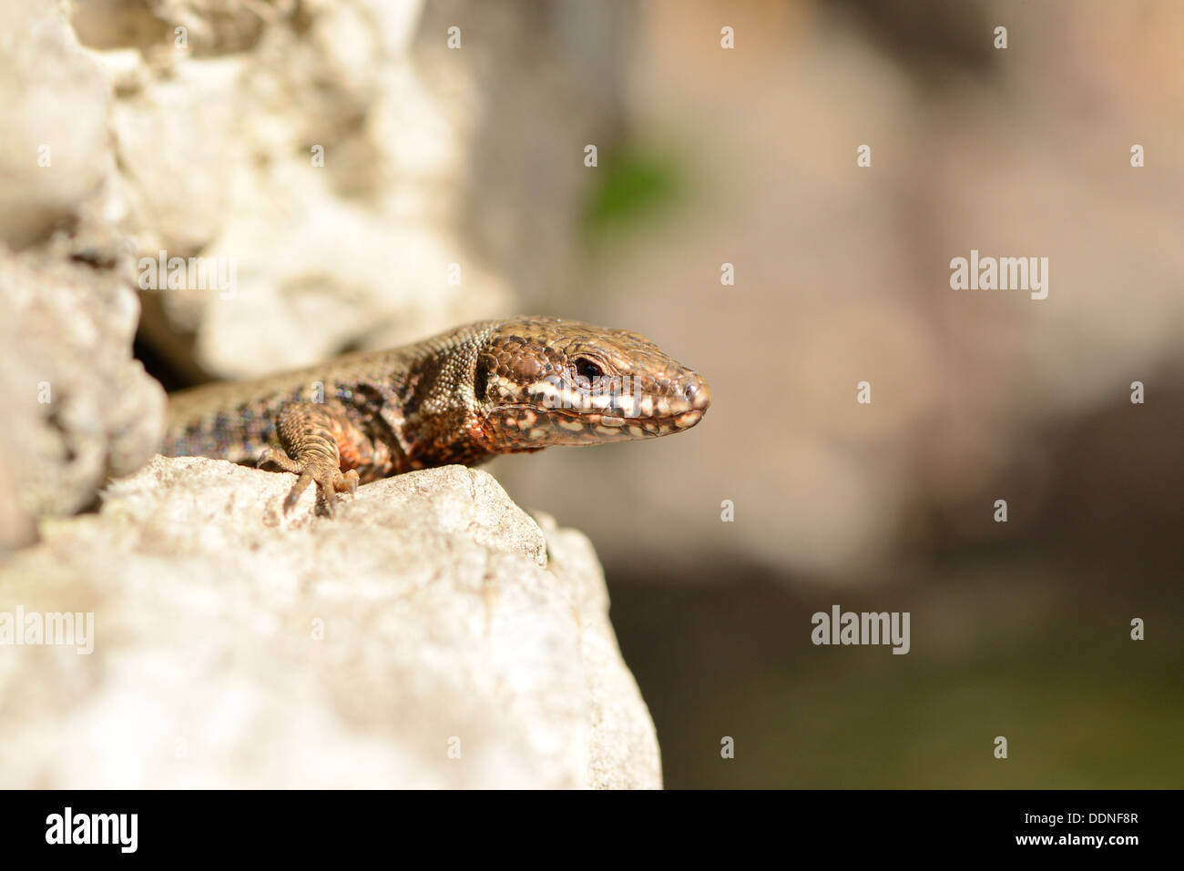 Lizard up close hi-res stock photography and images - Alamy