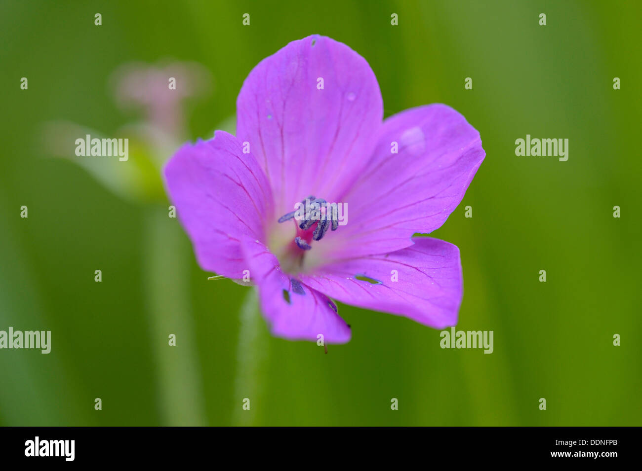 Wood cranesbill (Geranium sylvaticum Stock Photo - Alamy