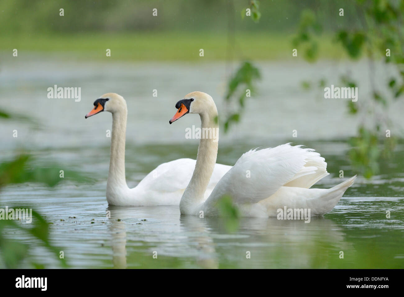 Side view mute swan standing hi-res stock photography and images - Alamy
