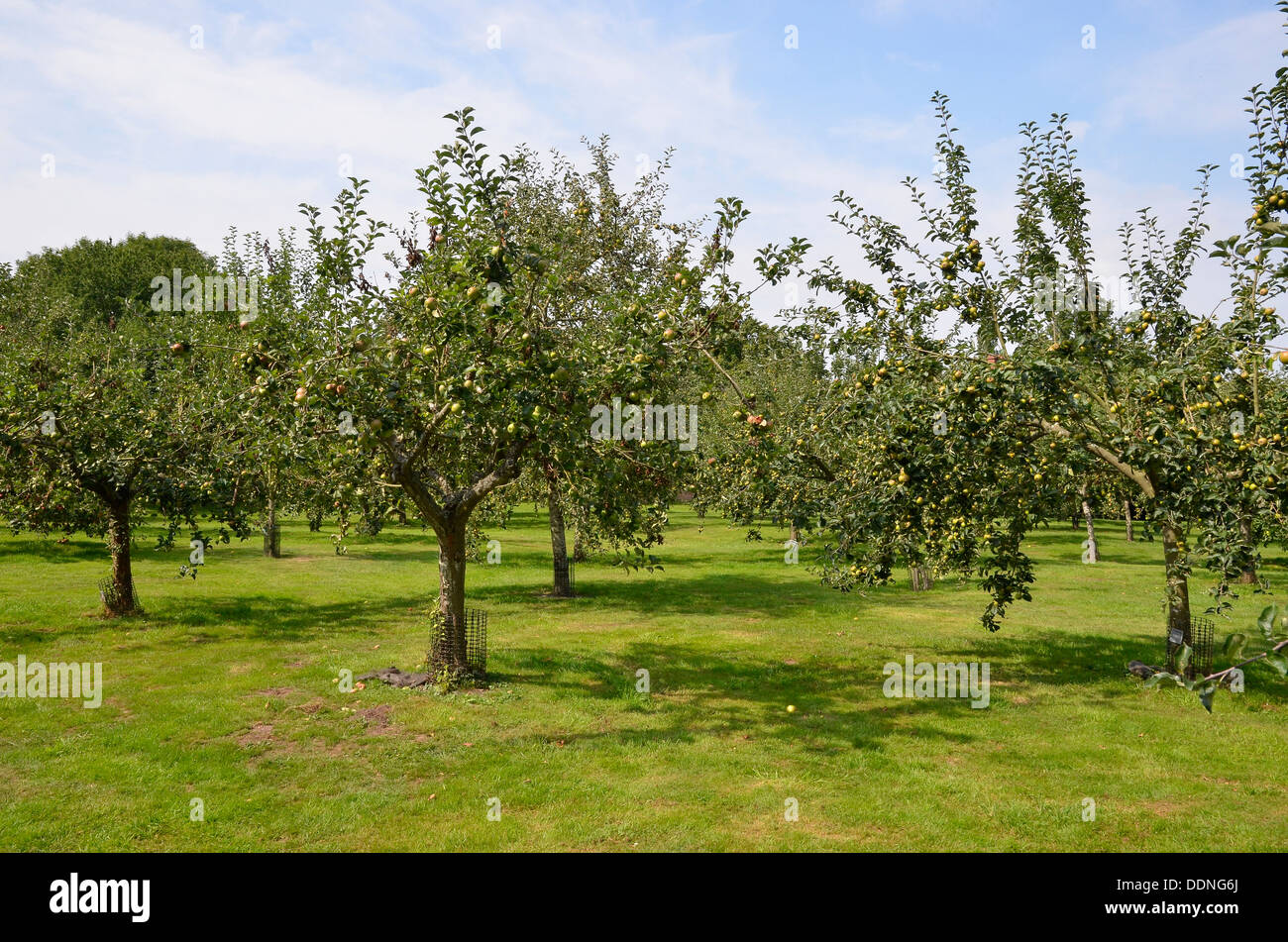 General view of a Worcestershire apple orchard in late August with ...