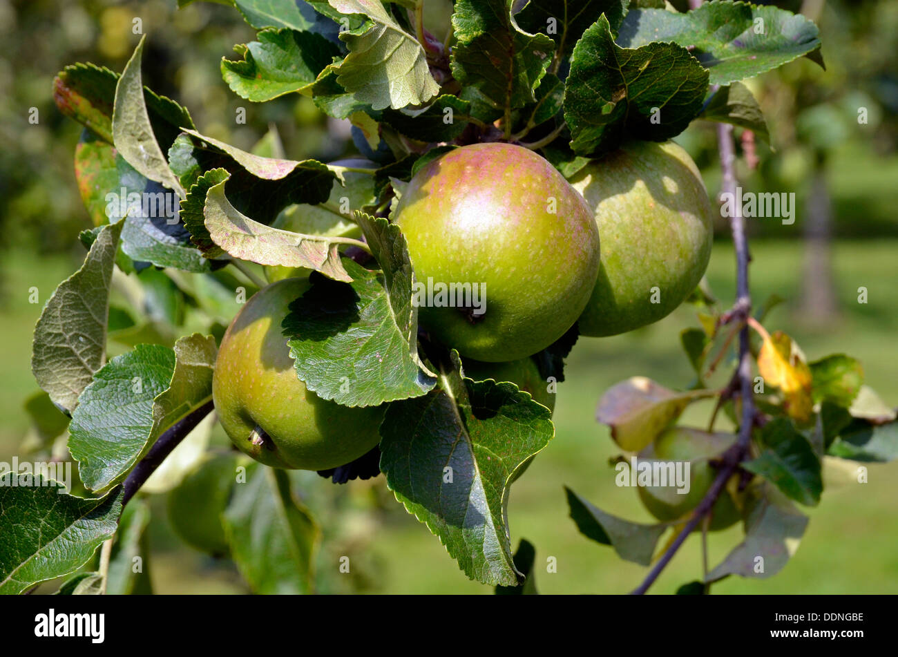 High quality apples ripening on healthy trees in late August sunshine ...