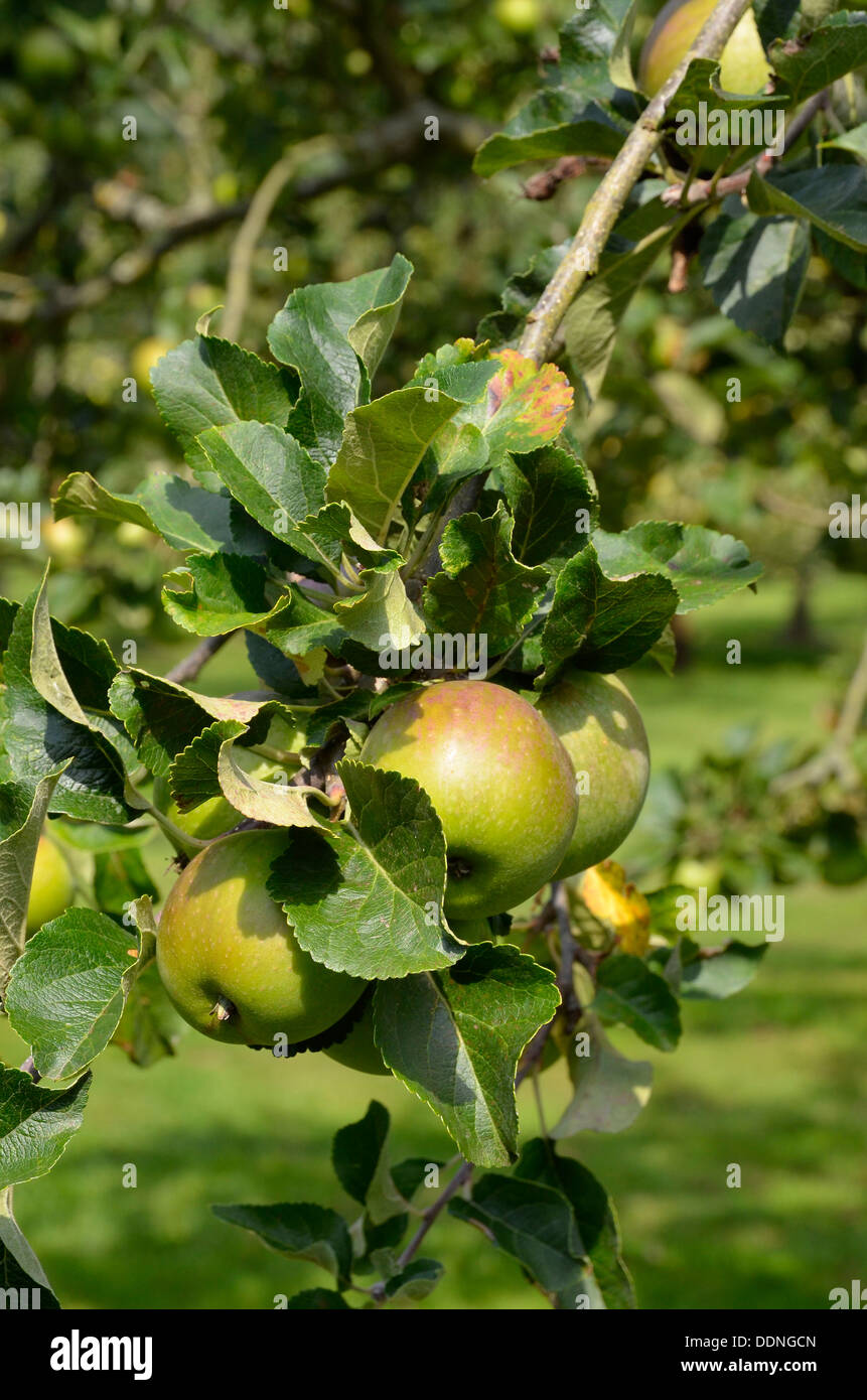 High quality apples ripening on healthy trees in late August sunshine ...