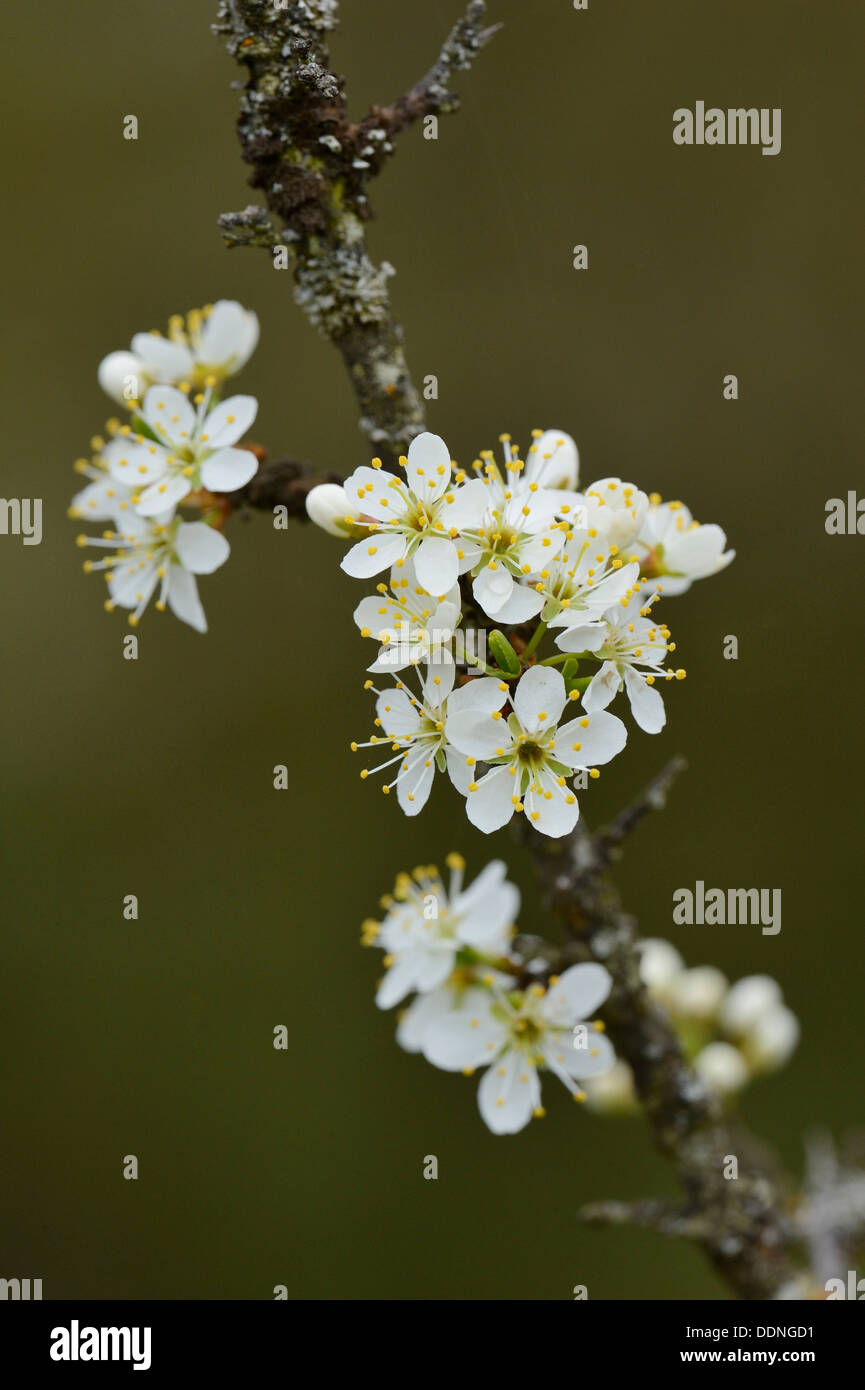 Flowering tree in spring Stock Photo - Alamy