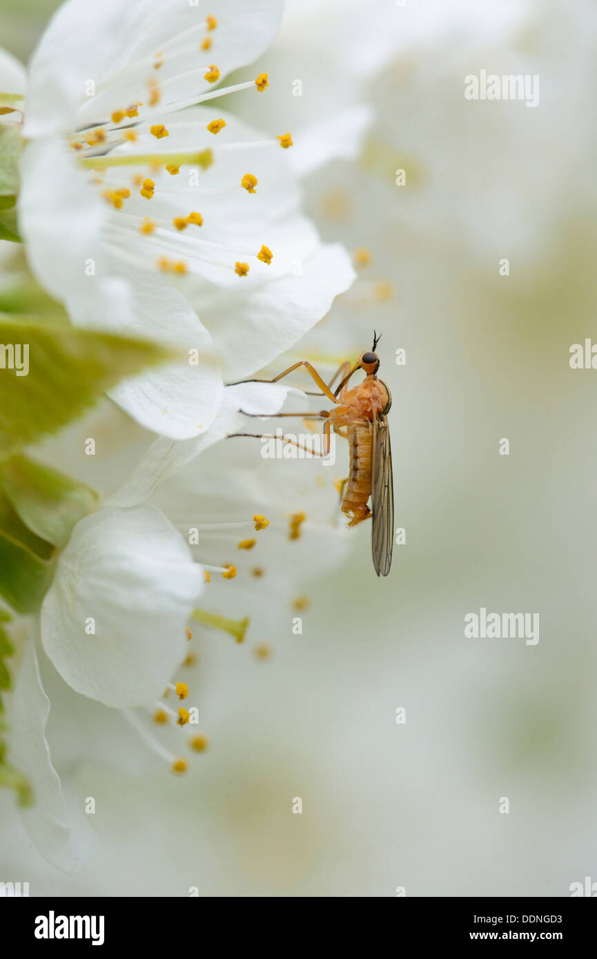 Insect with flower hi-res stock photography and images - Alamy