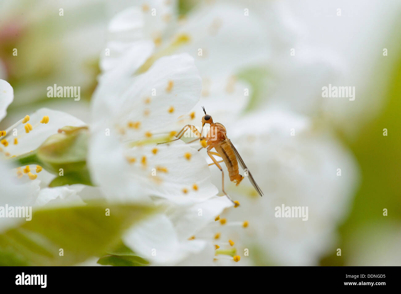 Insect colors hi-res stock photography and images - Alamy