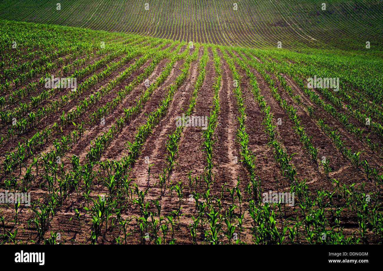 Field of young corn under the hot evening sun Stock Photo - Alamy