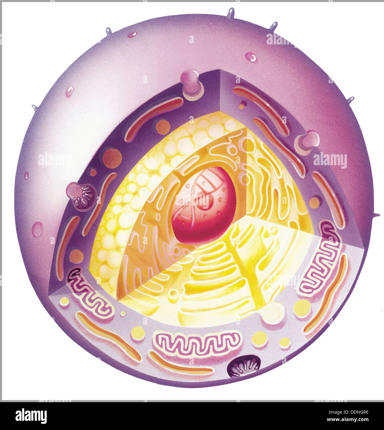 Photomicrograph human cells hi-res stock photography and images - Alamy