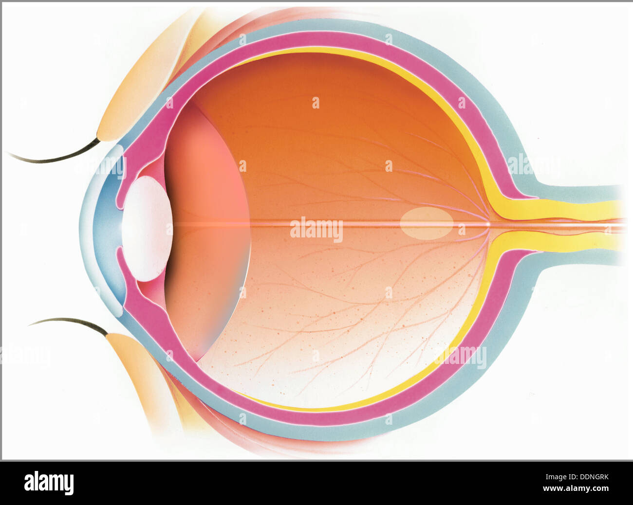Cross-section of a healthy eye Stock Photo - Alamy