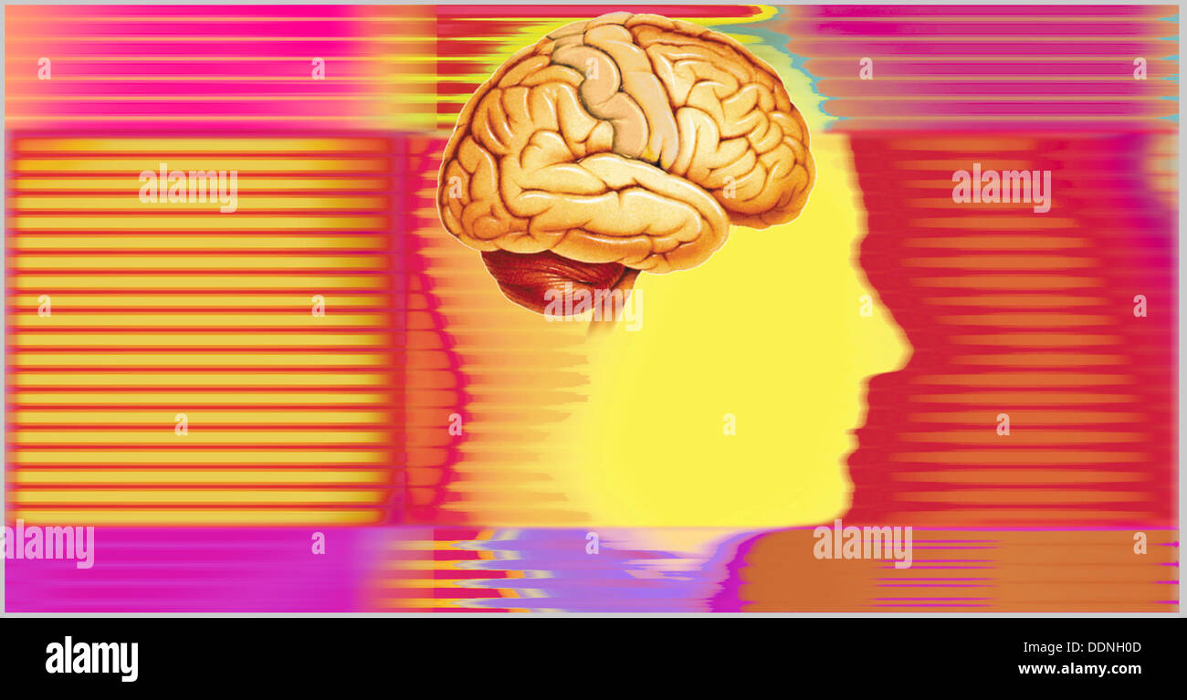 Human brain side view hi-res stock photography and images - Alamy