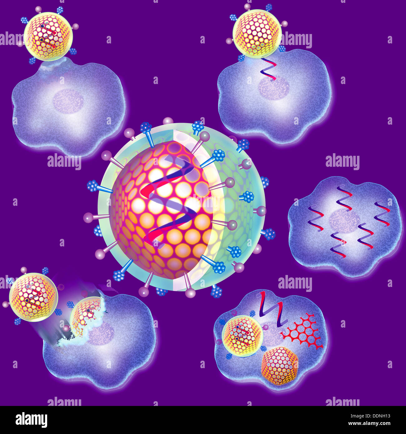 Virology section hi-res stock photography and images - Alamy