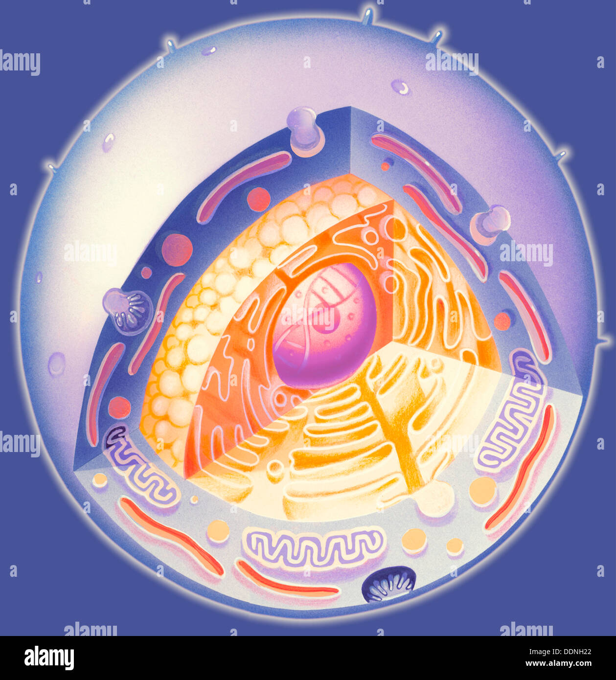 Human shapes of colors hi-res stock photography and images - Alamy